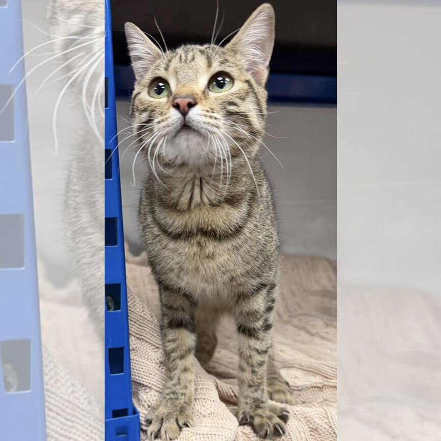 Взрослая, Девочка кошка в добрые руки