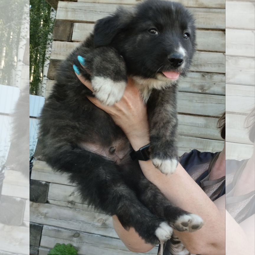 Крупные от Овчарки