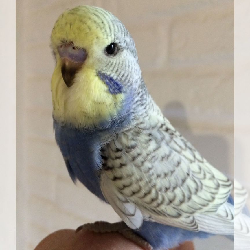 Выставочные волнистые попугаи «чехи»