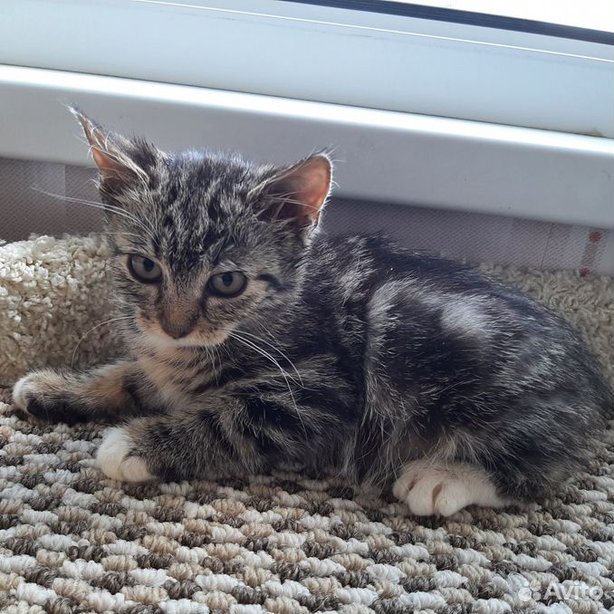Котенку -девочке нужен дом