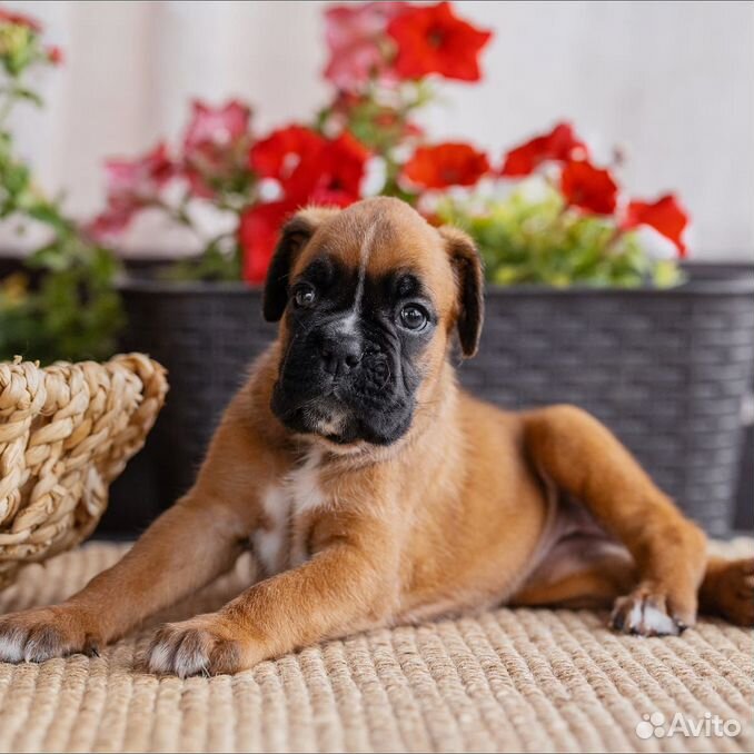 Девочка немецкого боксера