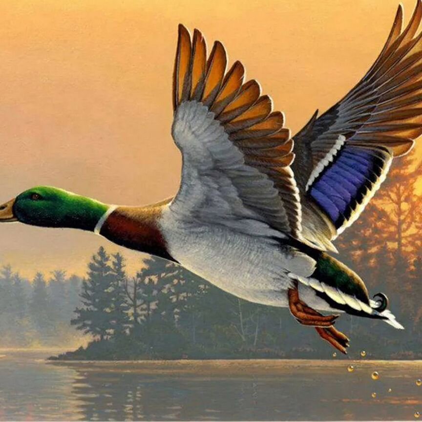 Утки подсадные для охоты