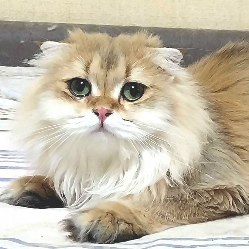 Шотландский вислоухий длинношёрстный котёнок