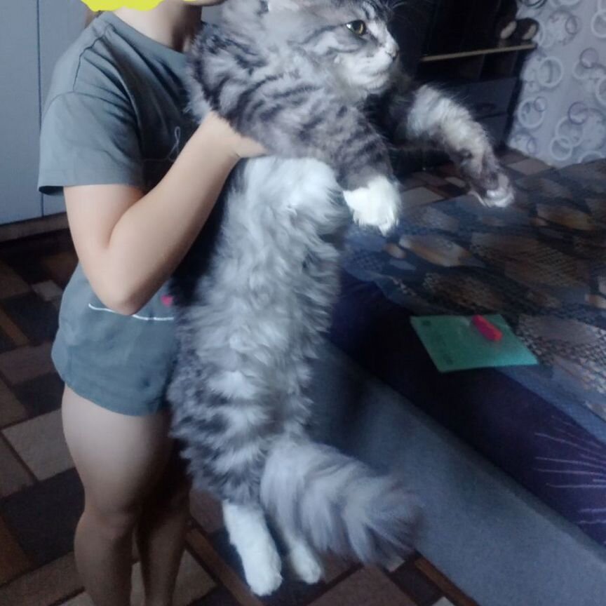 Мейн-кун котёнок