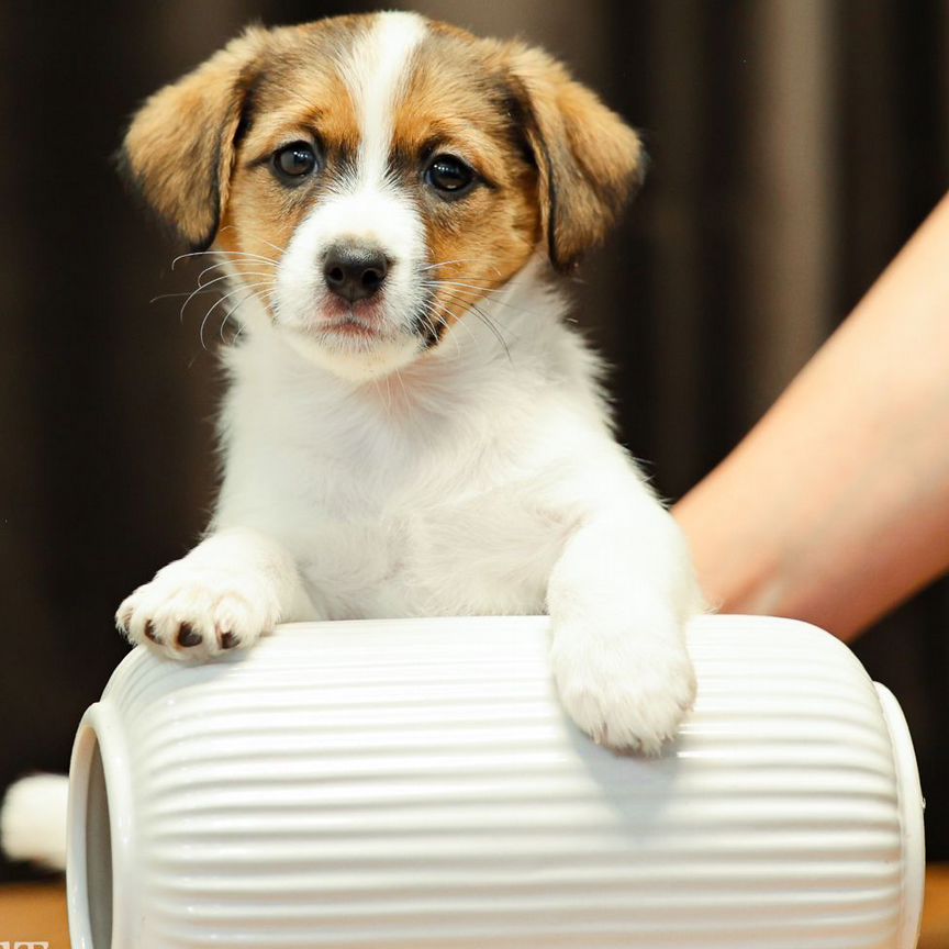 Джек-рассел-терьер, щенок