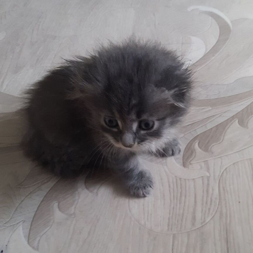 Вислоухие котята