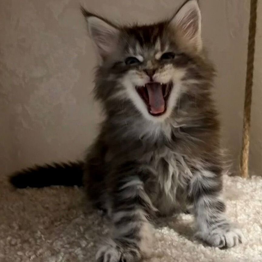 Мейн-кун котёнок
