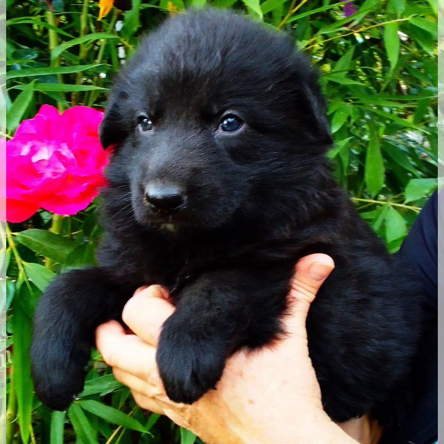 Продажа собак щенков