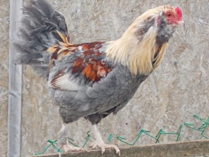 Молодые петухи