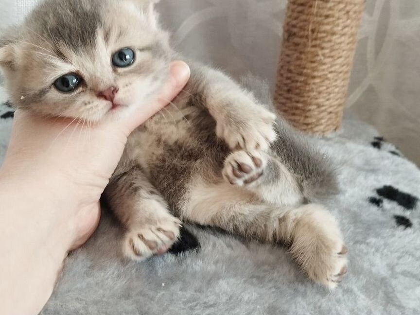 Шотландские котята