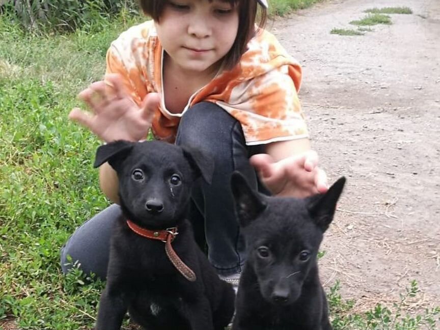 Щеночки в добрые руки