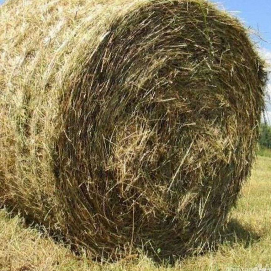 Продам сено в рулонах