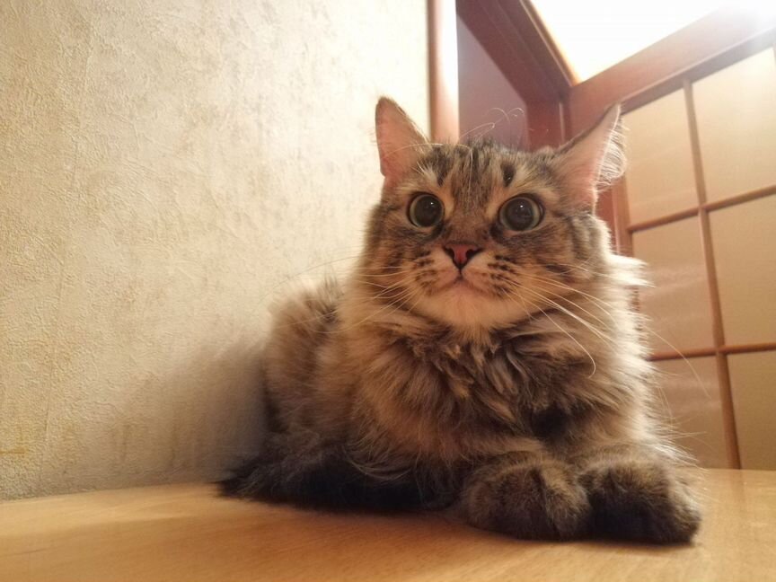 Вафля ждёт Вас на чай