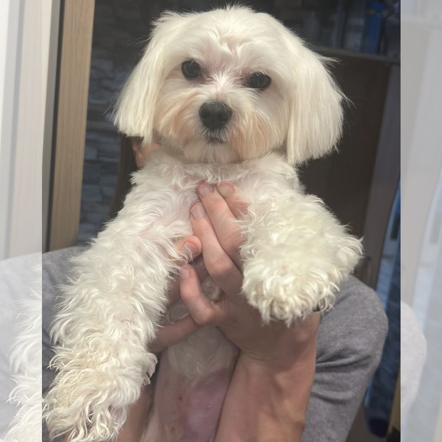 Мальтийская болонка, щенок