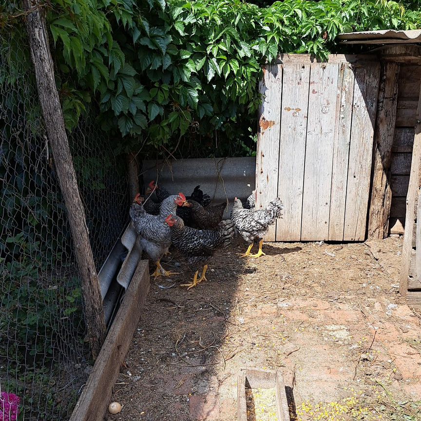 Петухи породы доминант