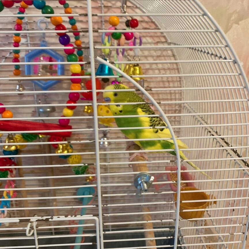 Волнистый попугай