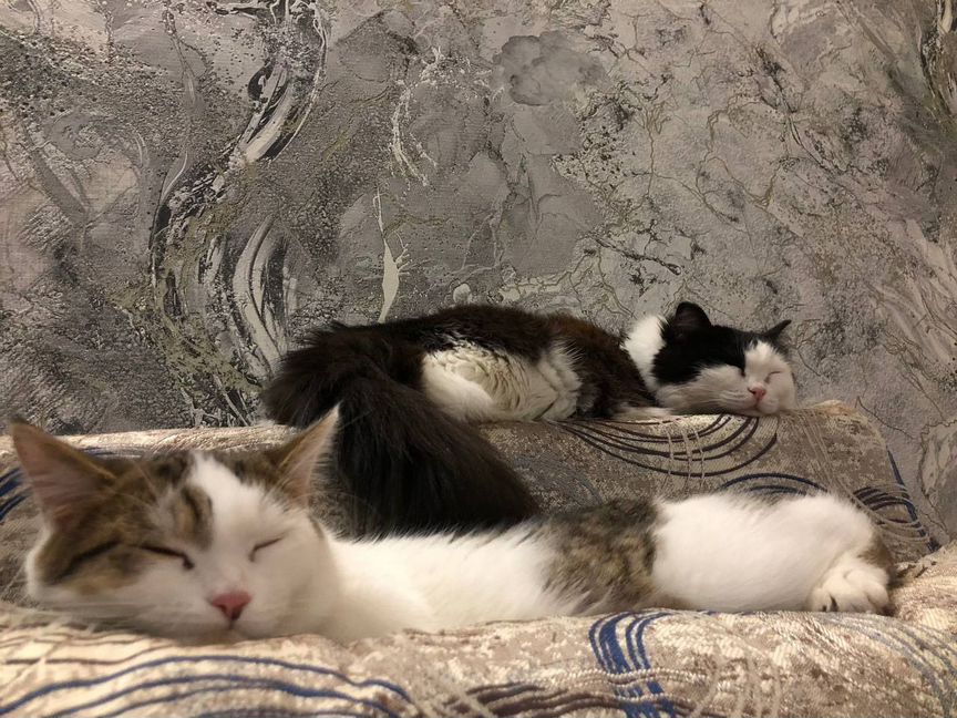 Котики в добрые руки из за аллергии отдаю