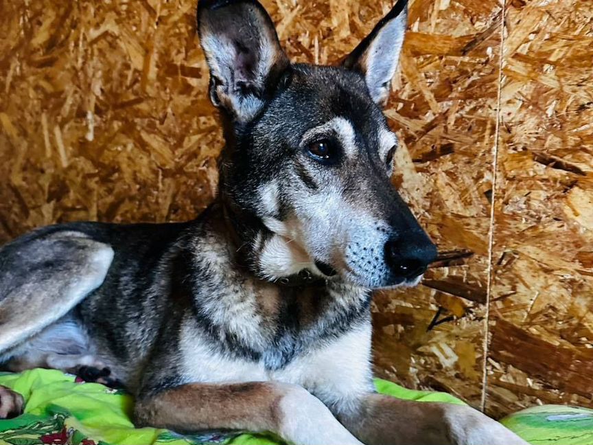 Старичек всю жизнь в приюте