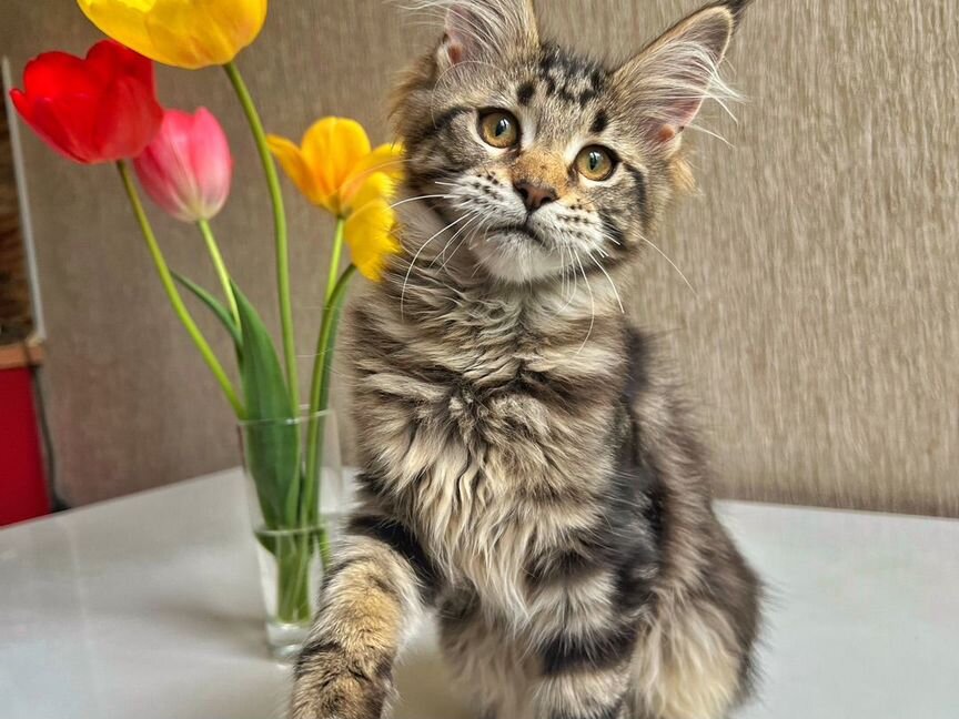 Котята мейн-кун