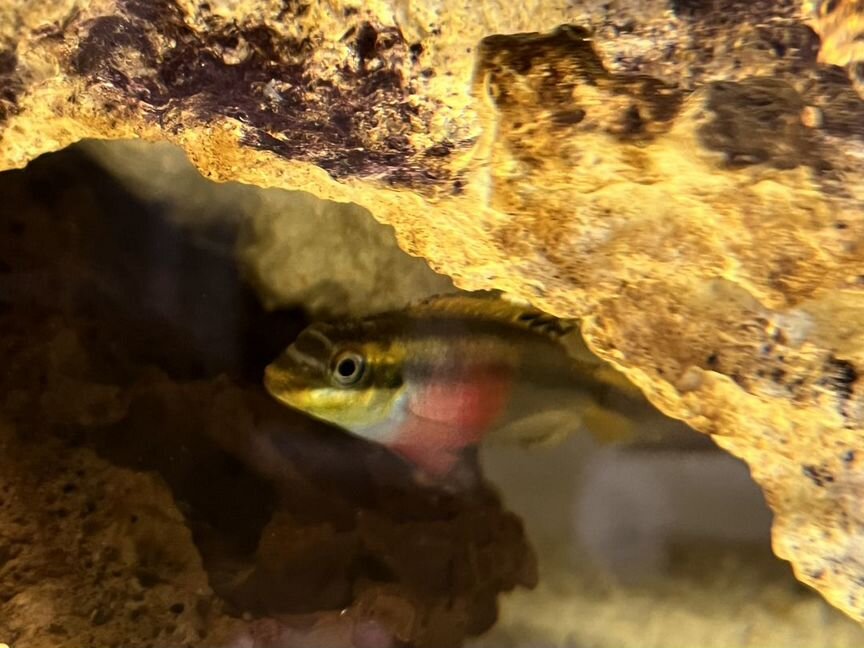 Аквариумные рыбки