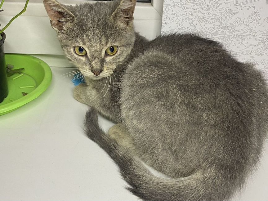 Котята в добрые руки за каждого 500 докину