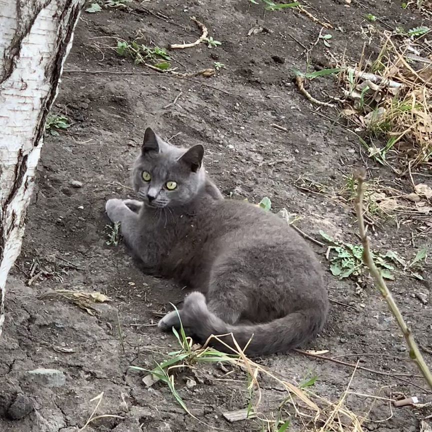 Котик серый