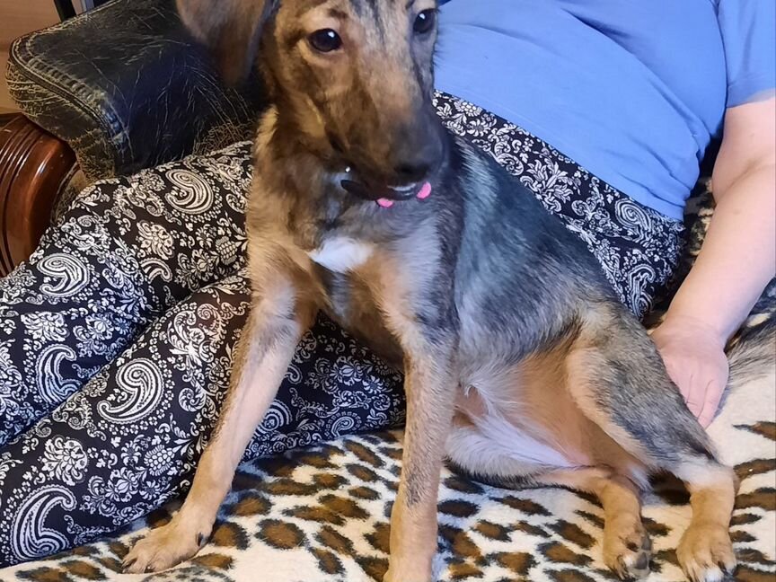 Собака в добрые руки отдам бесплатно