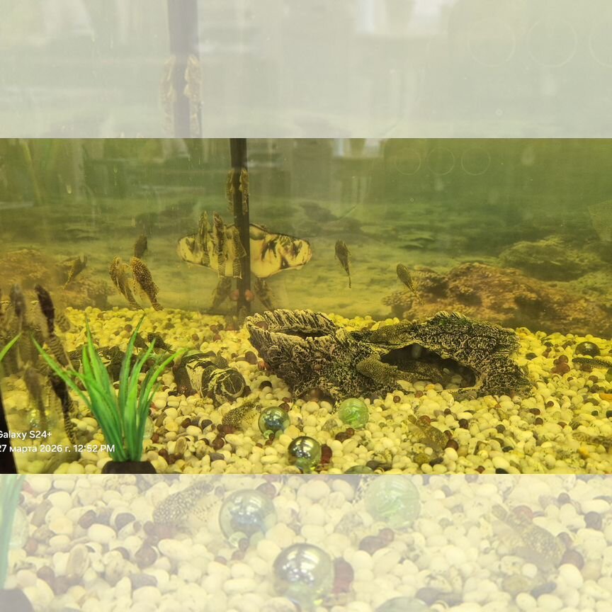 Аквариумные рыбки сомики