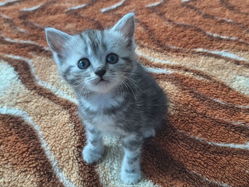 Британские котята