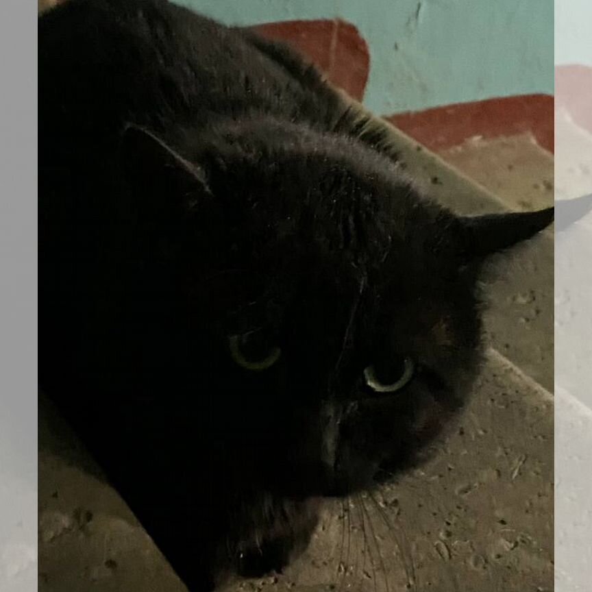 Взрослый кот в добрые руки