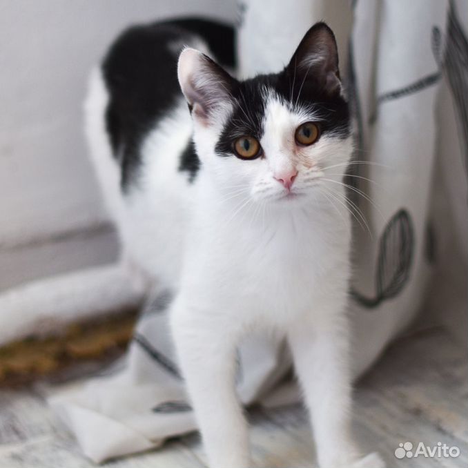 Котенок Коровкин