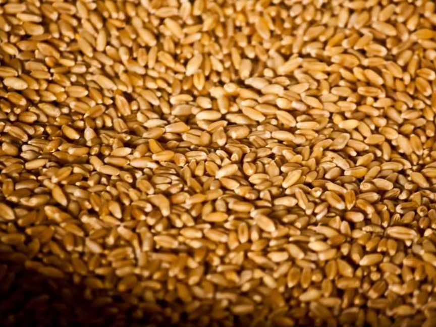 Продам озимую пшеницу 4 кл. 850 тн