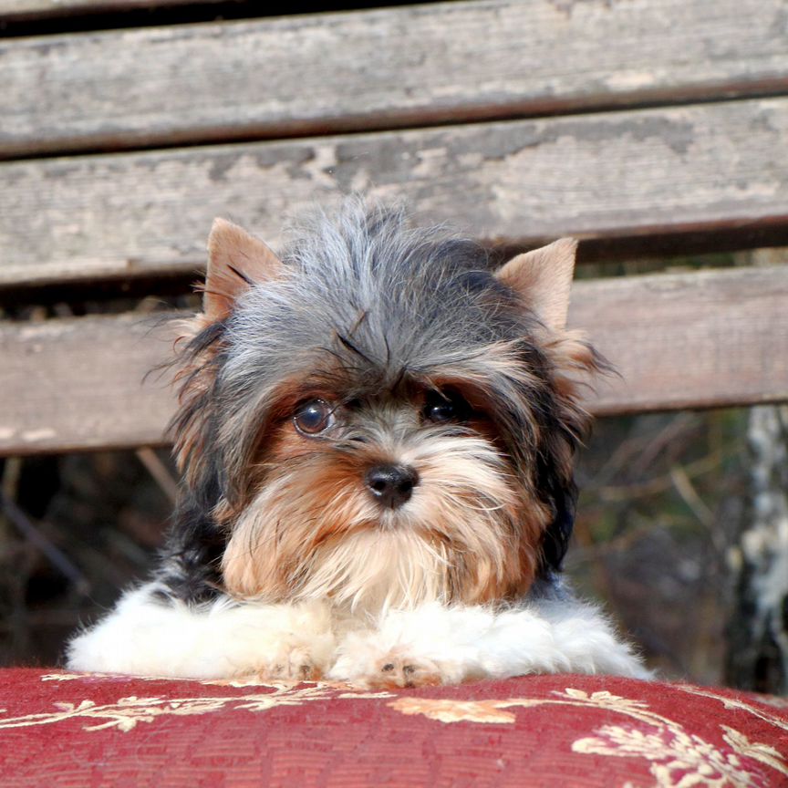 Щенок мальчик бивер