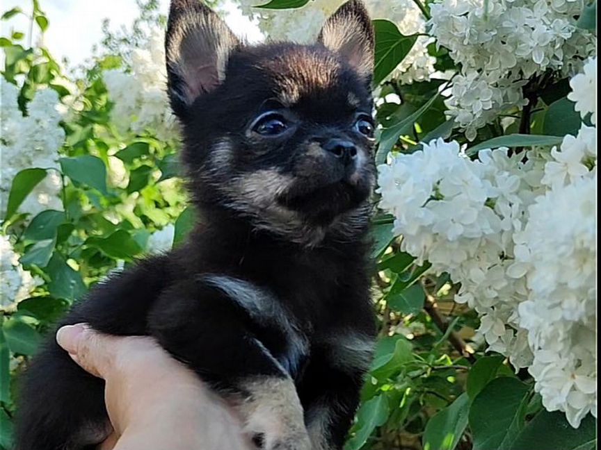 Щенки чихуахуа мини мальчик