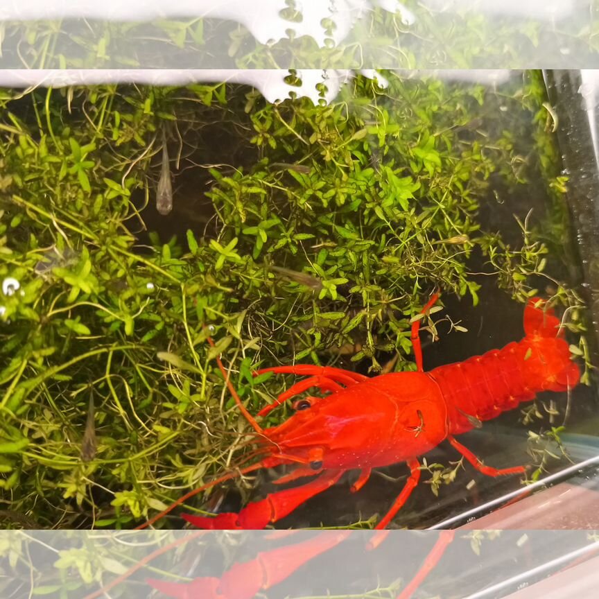 Флоридский рак