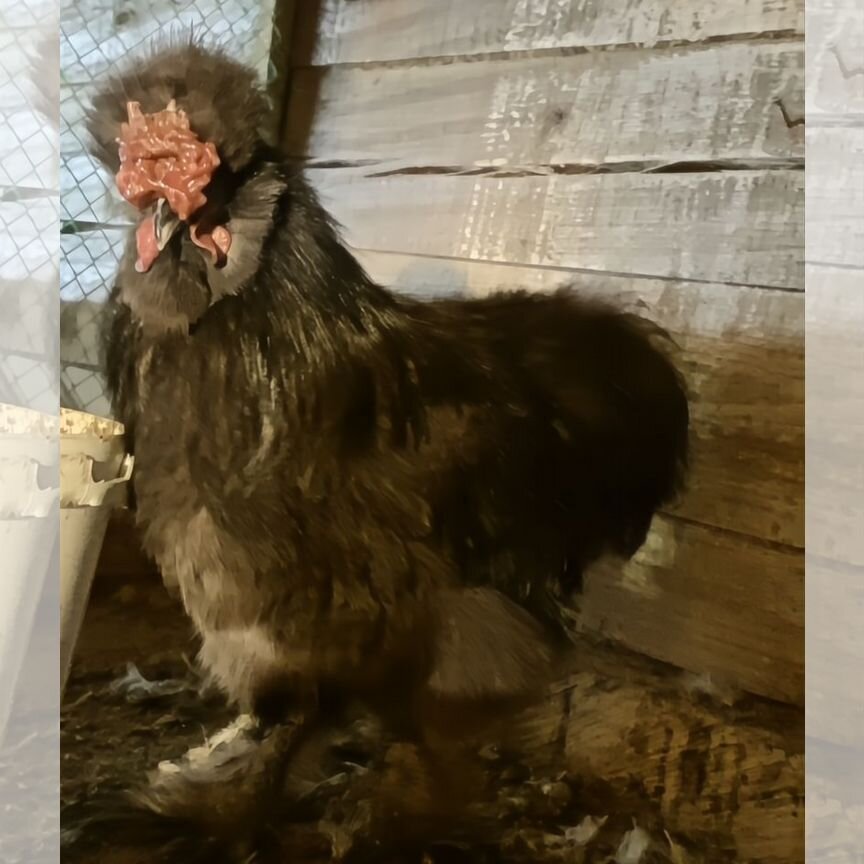 Петушки. Шелковые