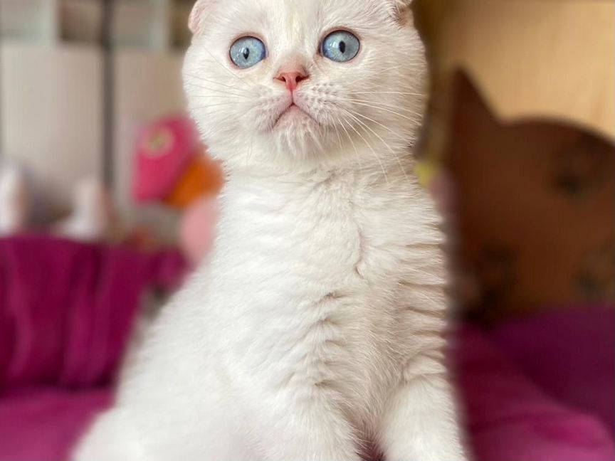 Шотландский вислоухий кот Марио
