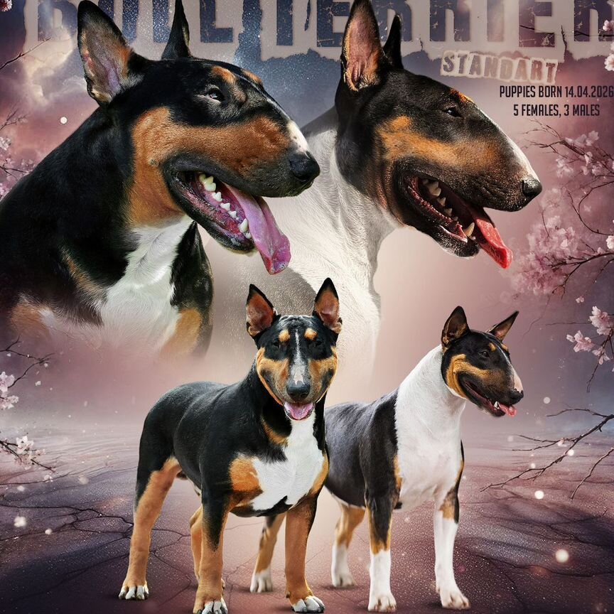 Бультерьер, щенок