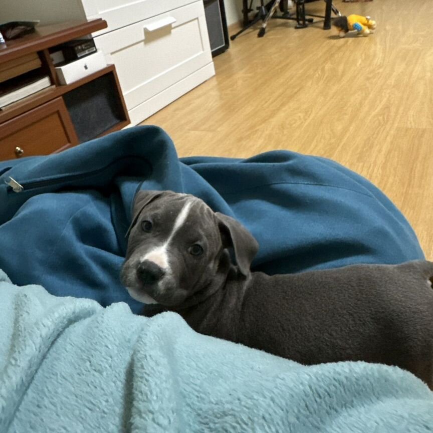 Щенок американскогоСтаффордширского терьера