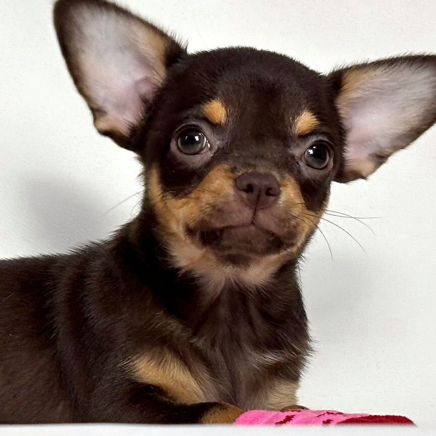 Чихуахуа, щенок