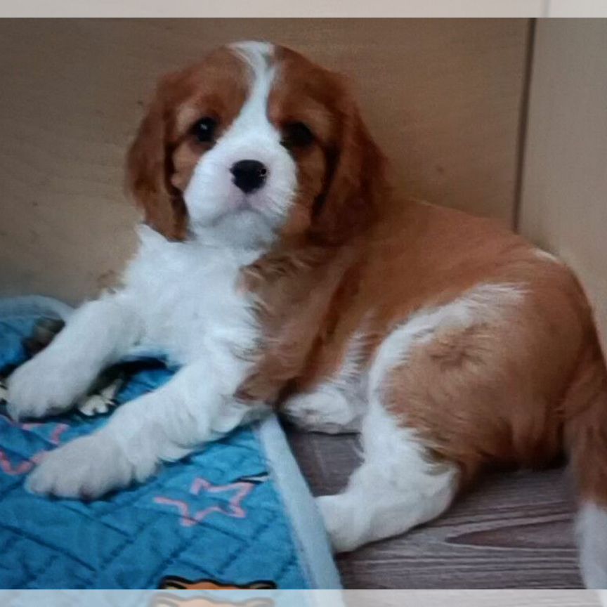 Кавалер кинг-чарльз-спаниель, щенок