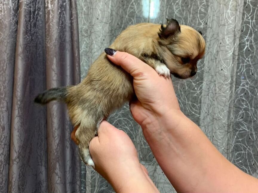 Минни щенки чихуахуа