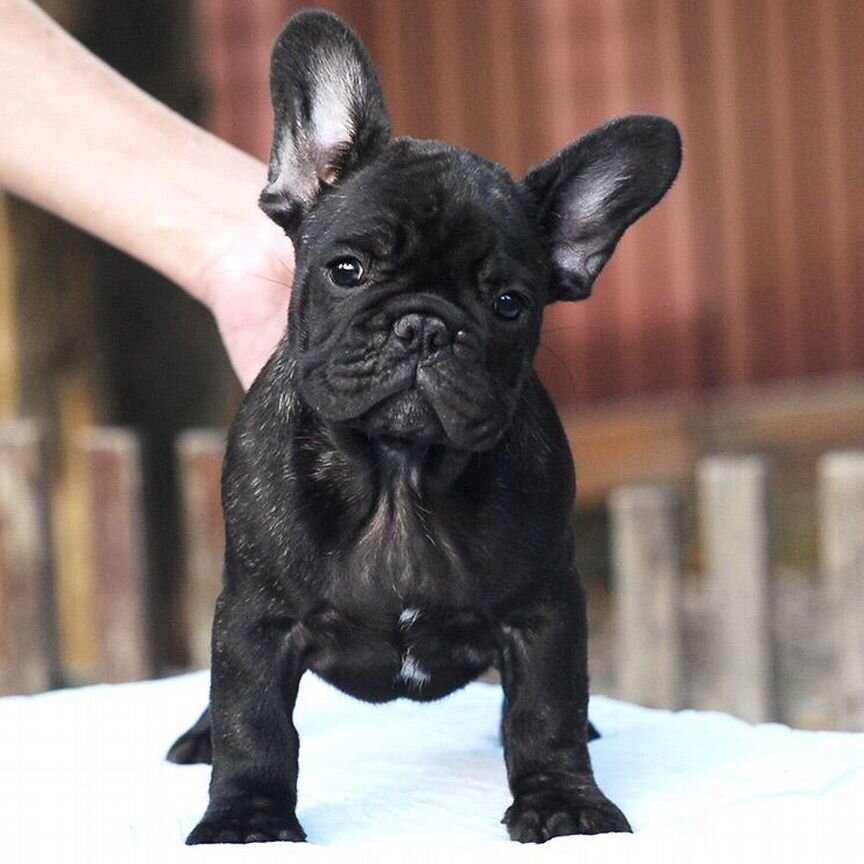 Французский бульдог щенок девочка, Москва