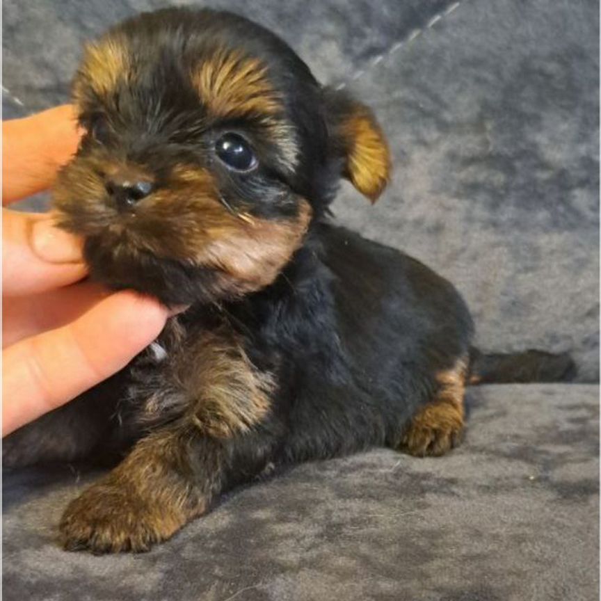 Йоркширский терьер, щенок