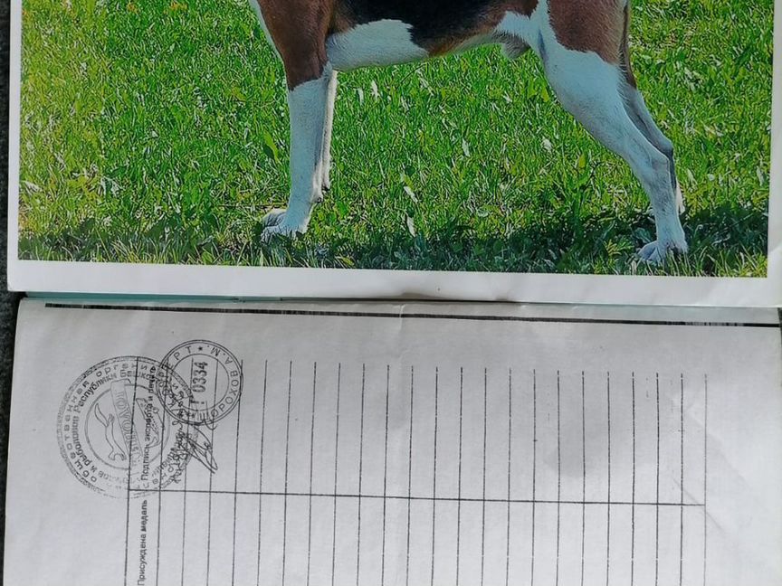 Вязка пегая гончая