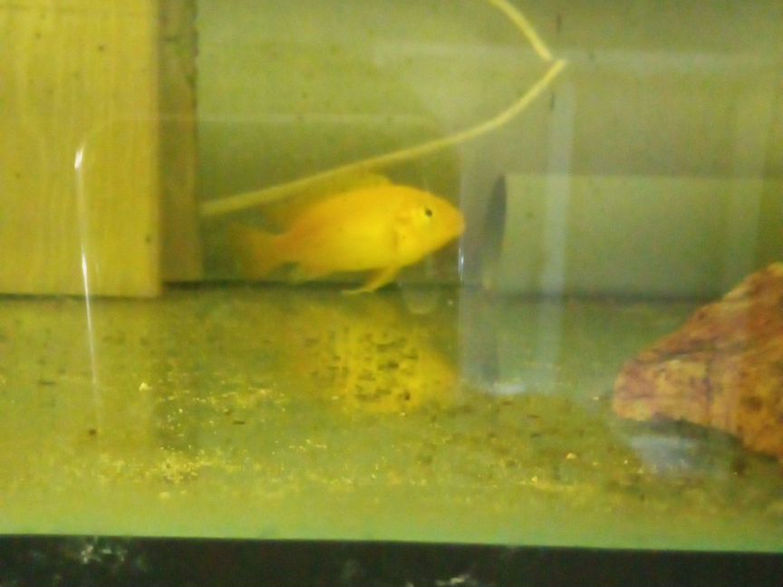 Лобидохромис Еллоу