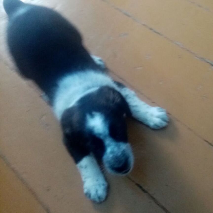 Русский кокер спаниель