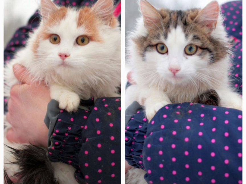 Котята, 5 месяцев