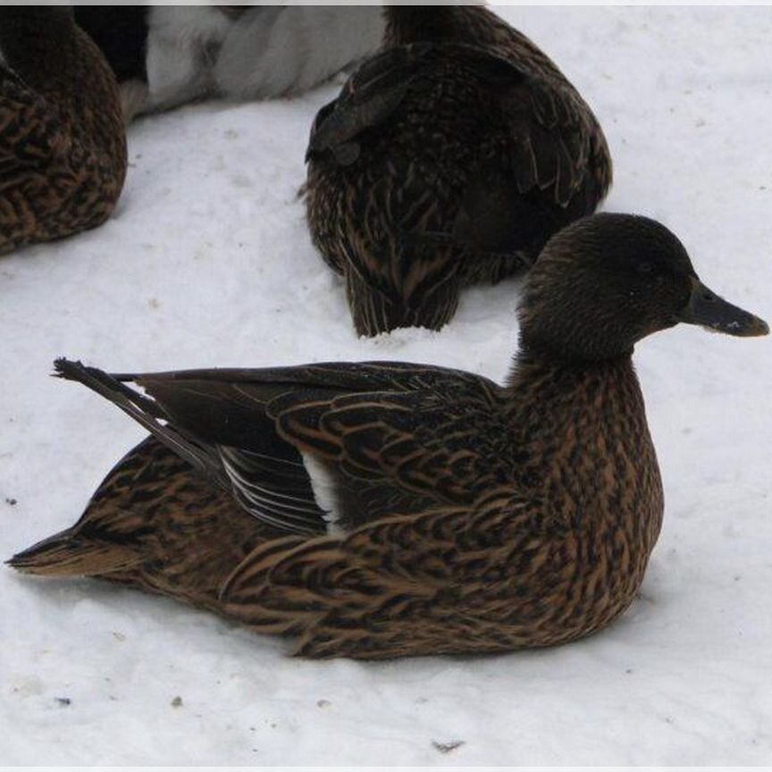 Подсадные утки чубарые