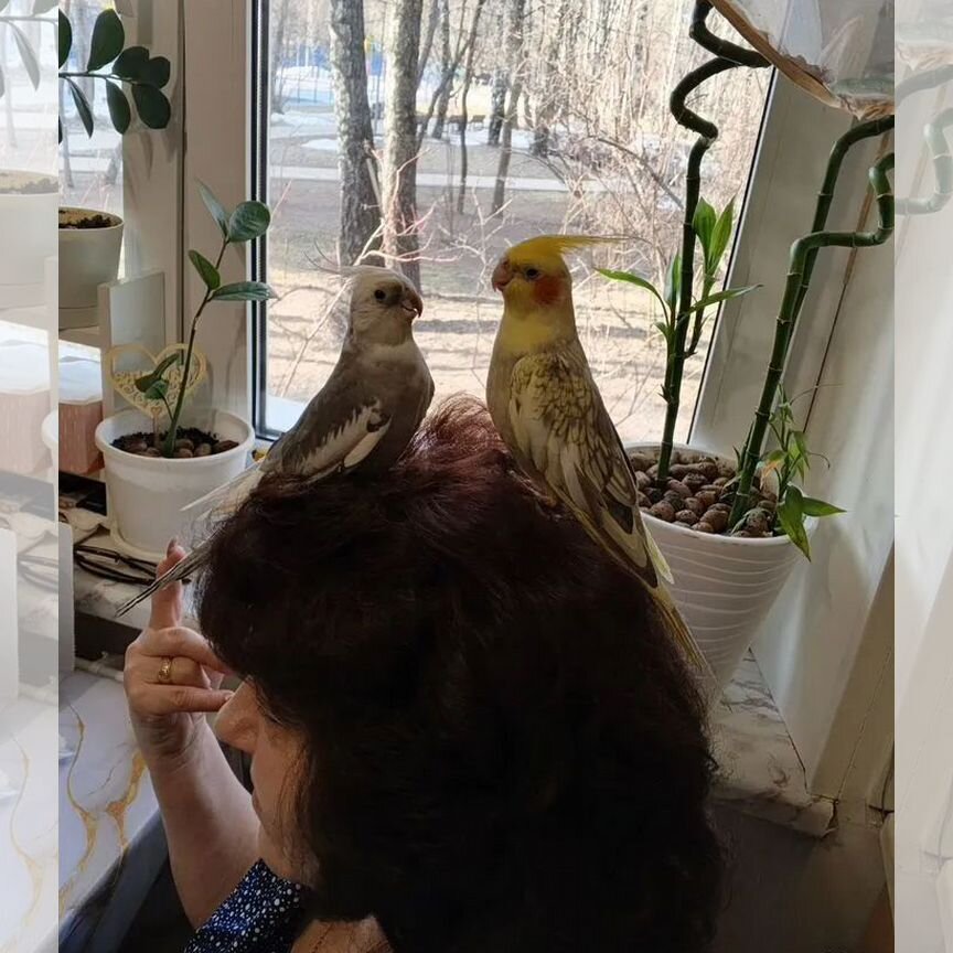 Попугай корелла с клеткой